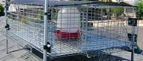 Repel Pest Birds: How to Get Rid of Birds | Ehrlich Pest Control