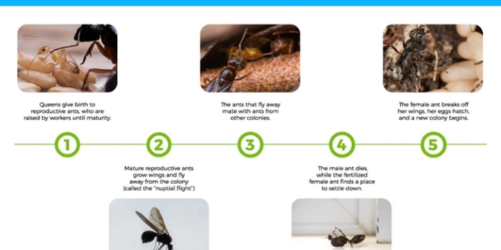 How To Get Rid Of Flying Ants