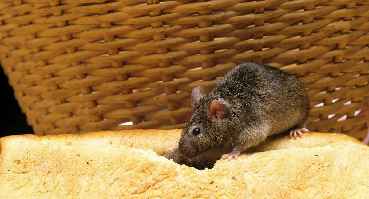 Mouse Control & Removal Services | Mice Exterminator | Ehrlich