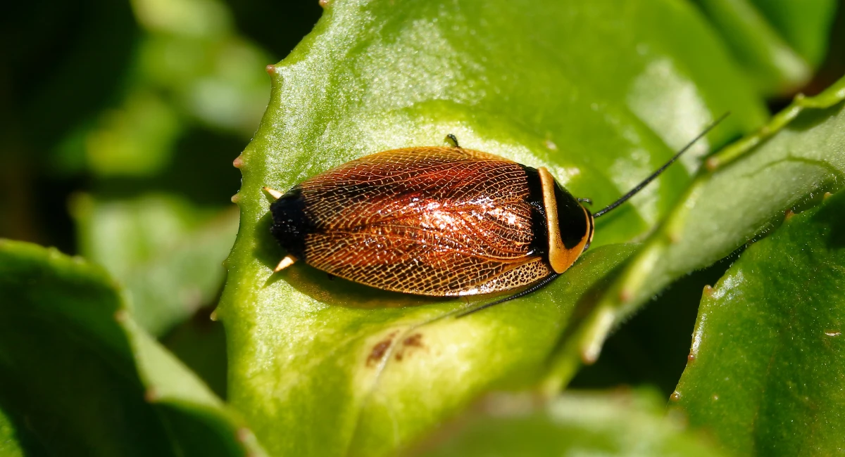 Australian Cockroaches: Facts & Behavior | Ehrlich Pest Control