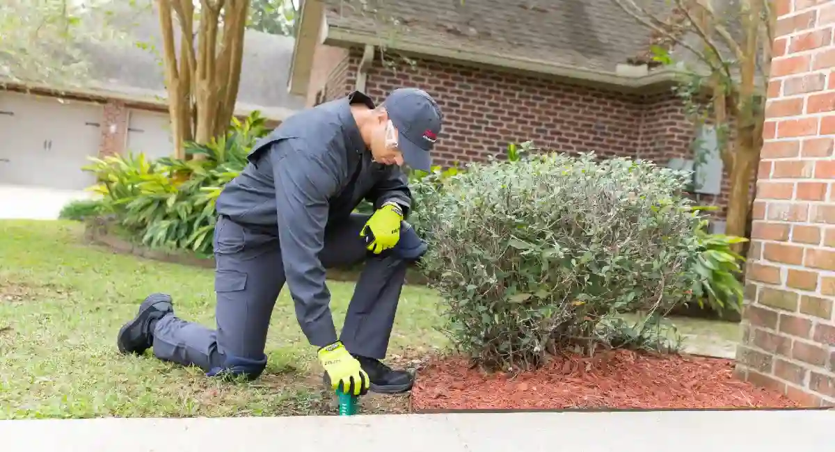 Termite control and treatments | Ehrlich Pest Control