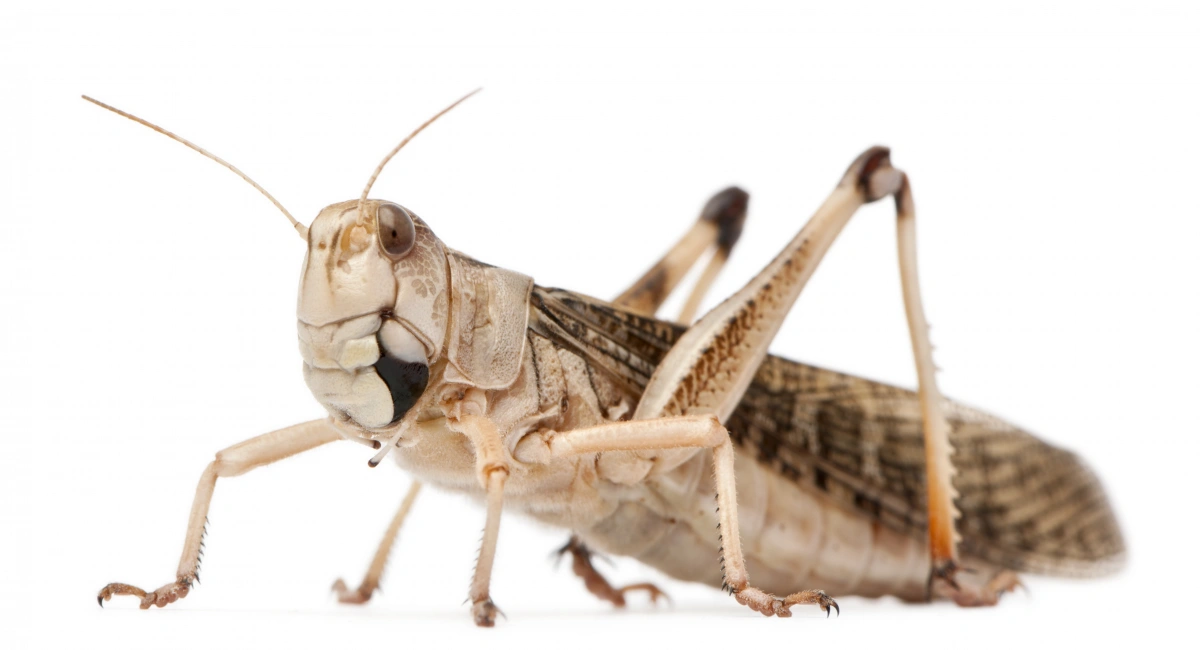 Are Cicadas and Locusts the Same Thing? | Ehrlich