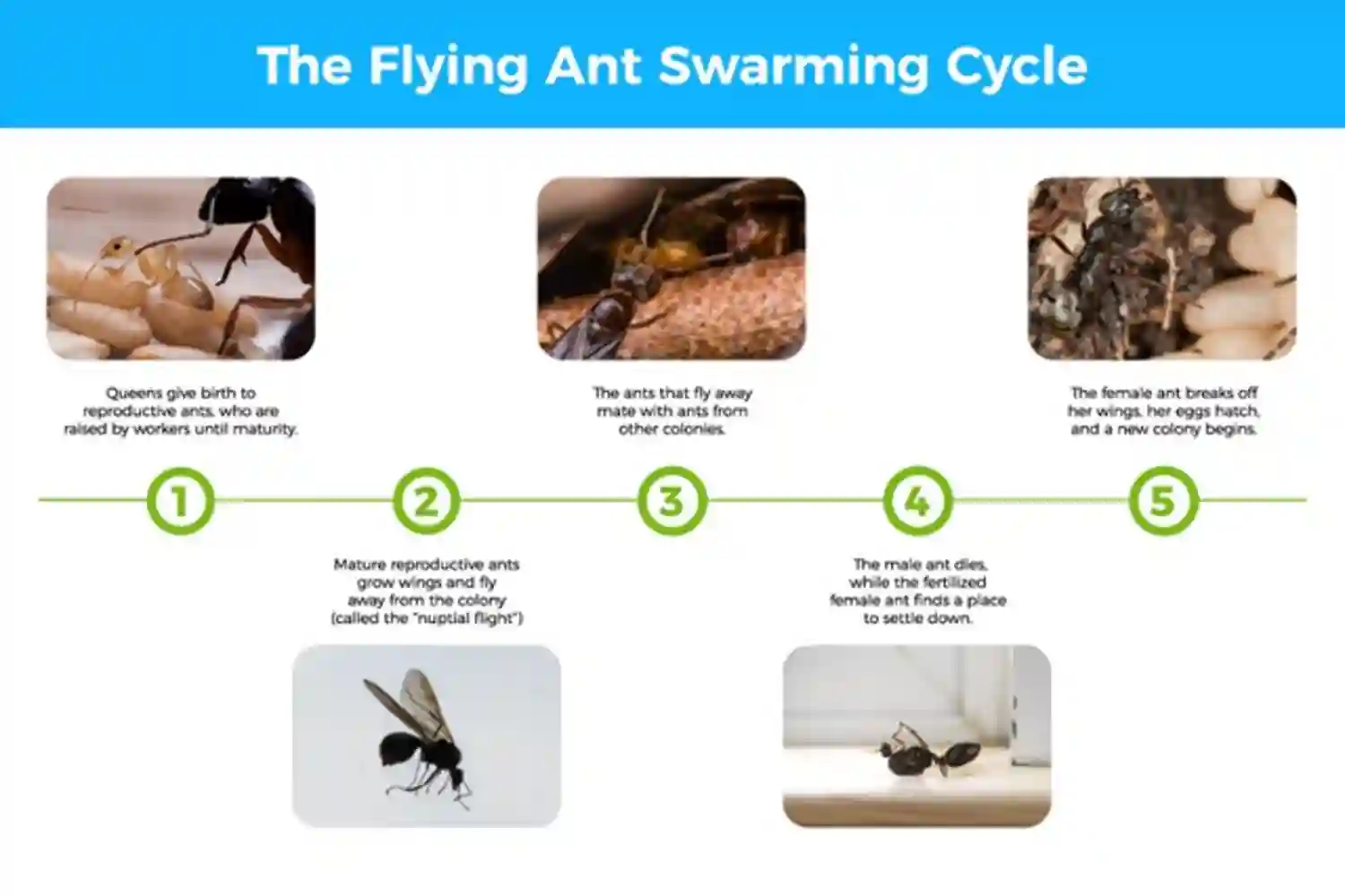 How to get rid of flying ants | Ehrlich Pest Control