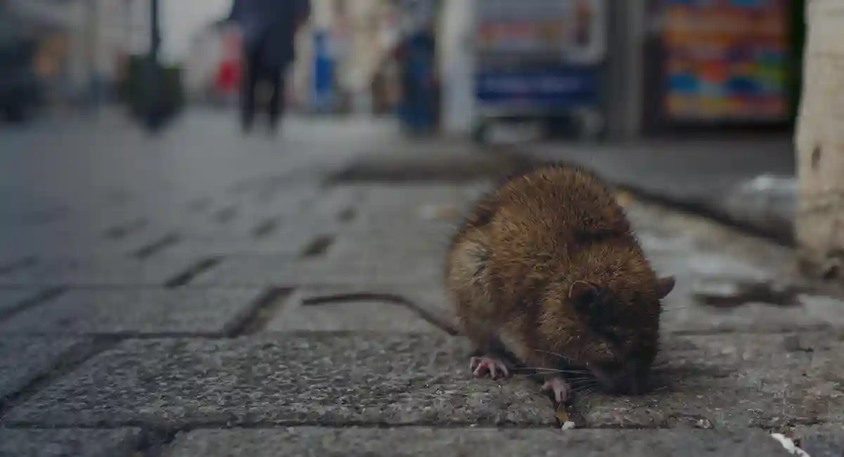 Did you know rats attack humans? Why and how to prevent? | Ehrlich