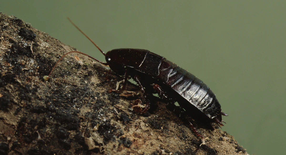 Oriental Cockroaches: Facts & Information | Ehrlich Pest Control