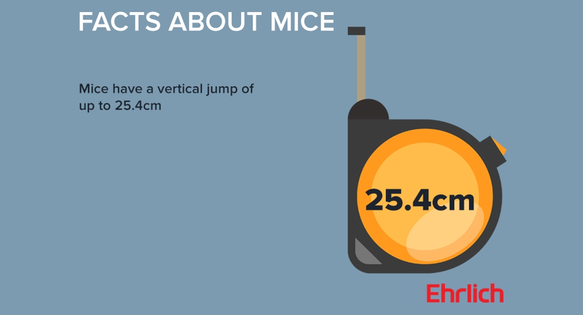 12 fascinating facts about mice | Ehrlich Pest Control